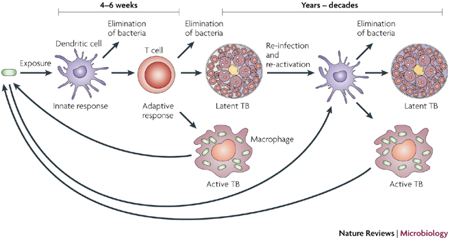 Cell-Mediated Immunity - Immunology - Medbullets Step 1