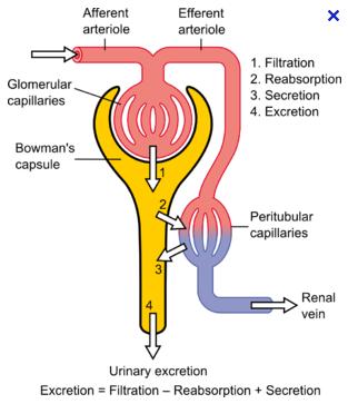 Question 100974 - Qbank - Medbullets Step 1