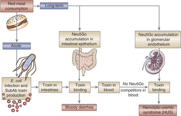 Question 100981 - Qbank - Medbullets Step 1