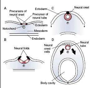 Germ Layer Derivatives - Embryology - Medbullets Step 1