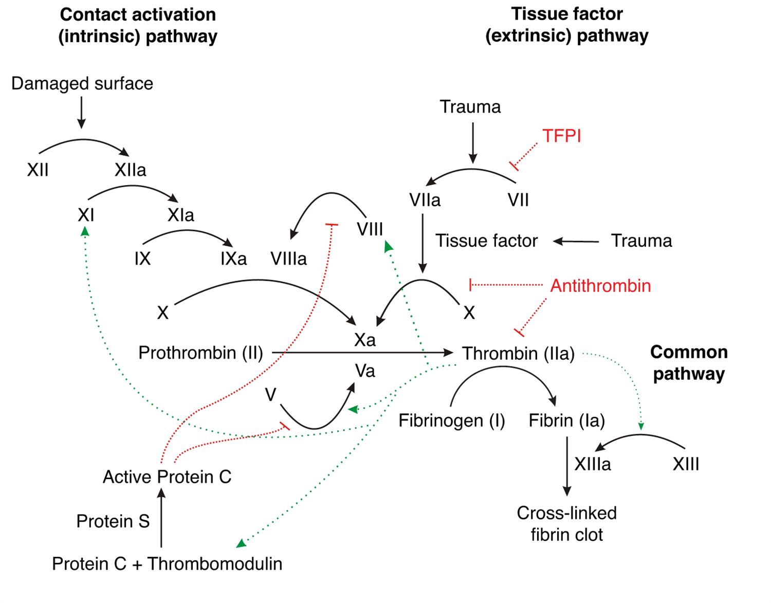 Coagulation Cascade - Heme - Medbullets Step 2/3