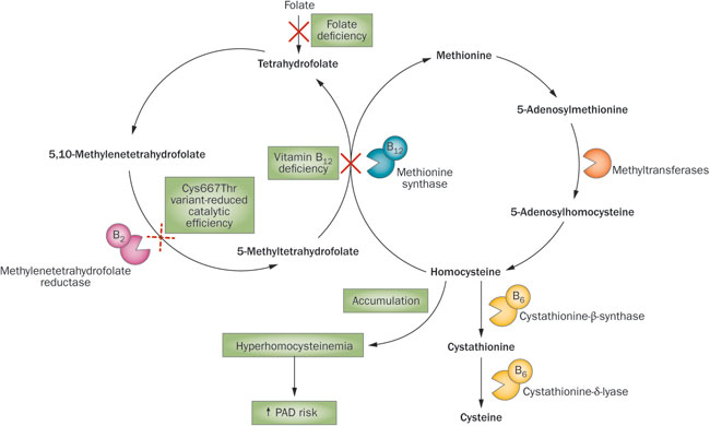 Folic Acid Deficiency - Heme - Medbullets Step 2/3