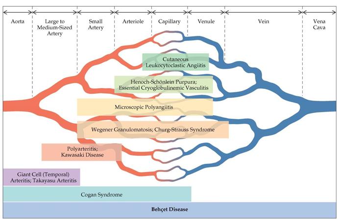 Question 106190 - Qbank - Medbullets Step 2/3