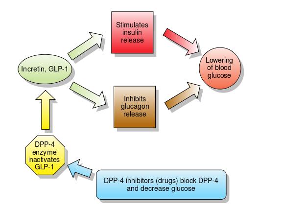 Diabetes Drugs - Endocrine - Medbullets Step 1