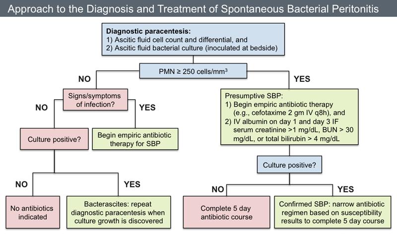 Spontaneous Bacterial Peritonitis (SBP) - Gastrointestinal - Orthobullets