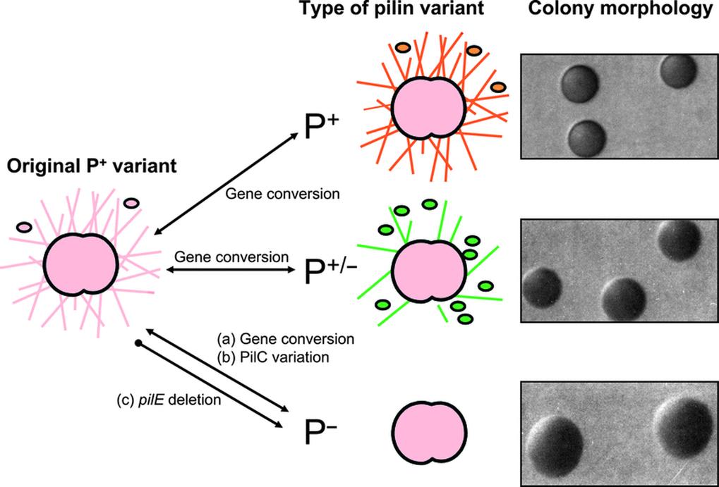 Neisseria gonorrhoeae - Microbiology - Medbullets Step 1