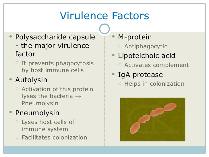 Streptococcus Pneumoniae Microbiology Medbullets Step 1