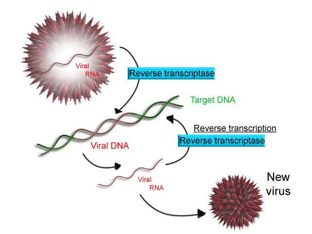 Reverse Transcription USMLE Strike Best Explanation