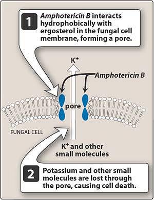 Amphotericin B - Microbiology - Medbullets Step 1