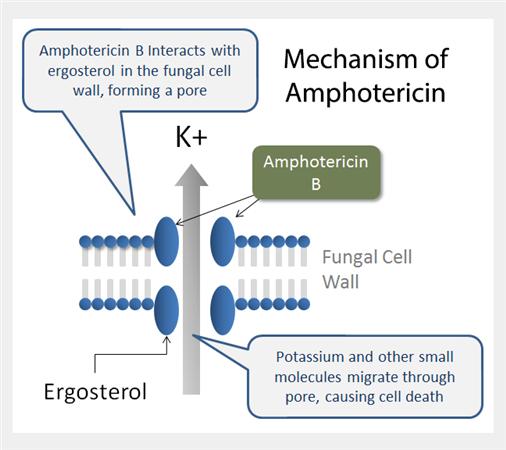Amphotericin B - Microbiology - Medbullets Step 1