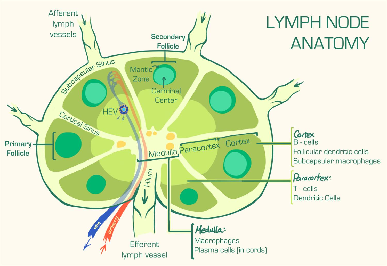 The Lymphatic System Includes The Thymus And Nodes