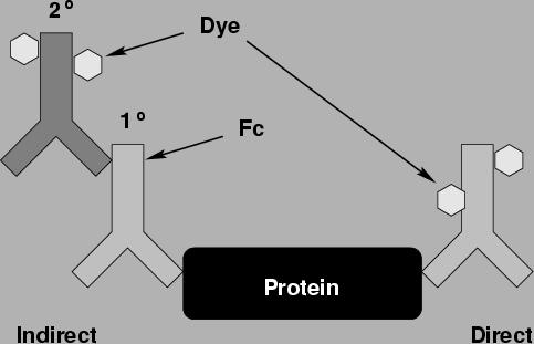 Fluorescent Antibody Tests - Immunology - Medbullets Step 1