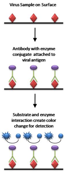 Enzyme-Linked Immunosorbent Assay (ELISA) - Immunology - Medbullets Step 1