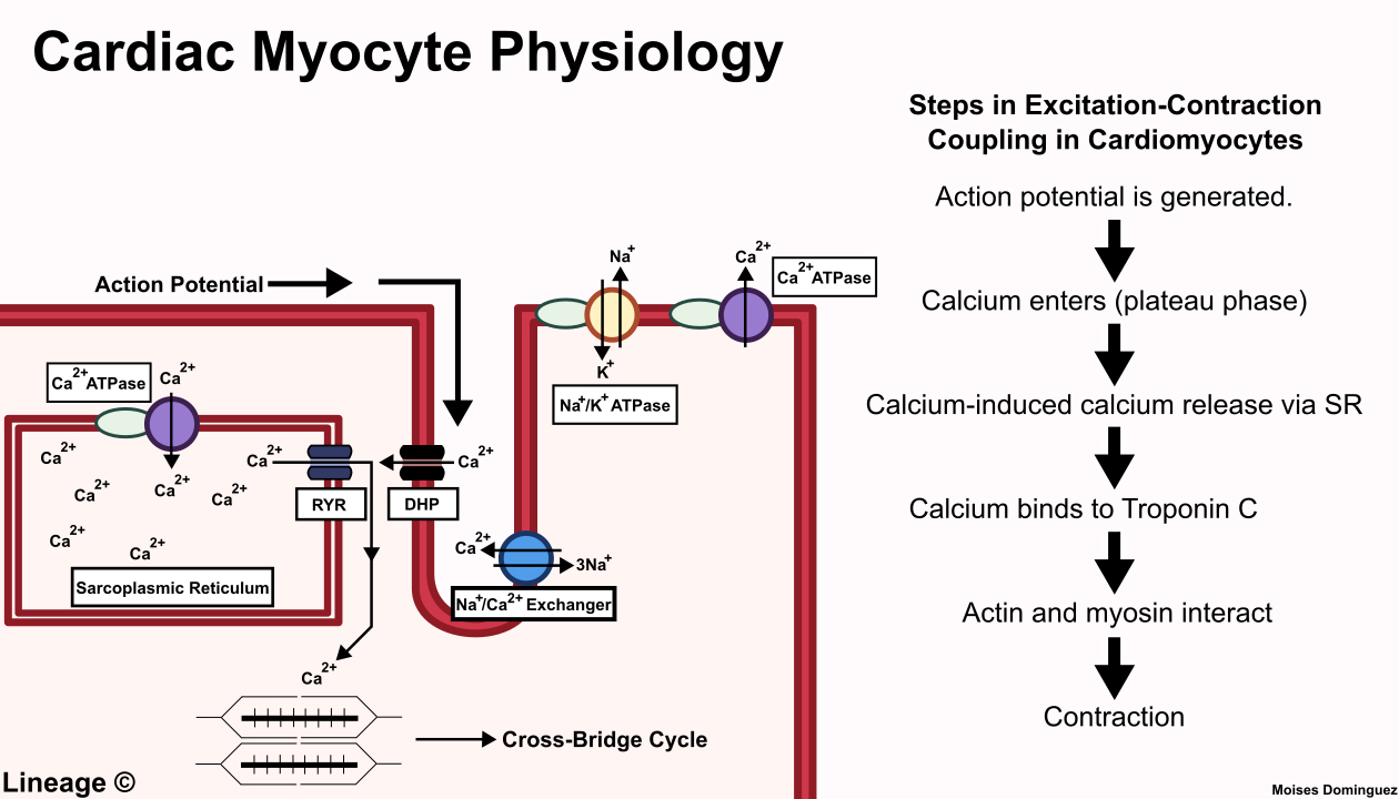 Cardiac Myocyte Physiology - Cardiovascular - Medbullets Step 1