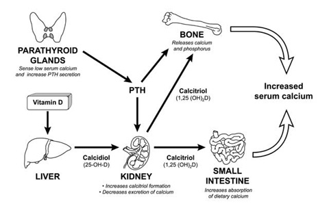 Parathyroid Physiology - Endocrine - Medbullets Step 2/3