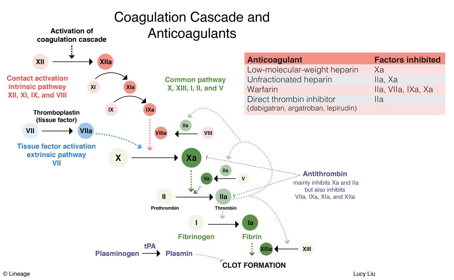 Anticoagulants USMLE Strike