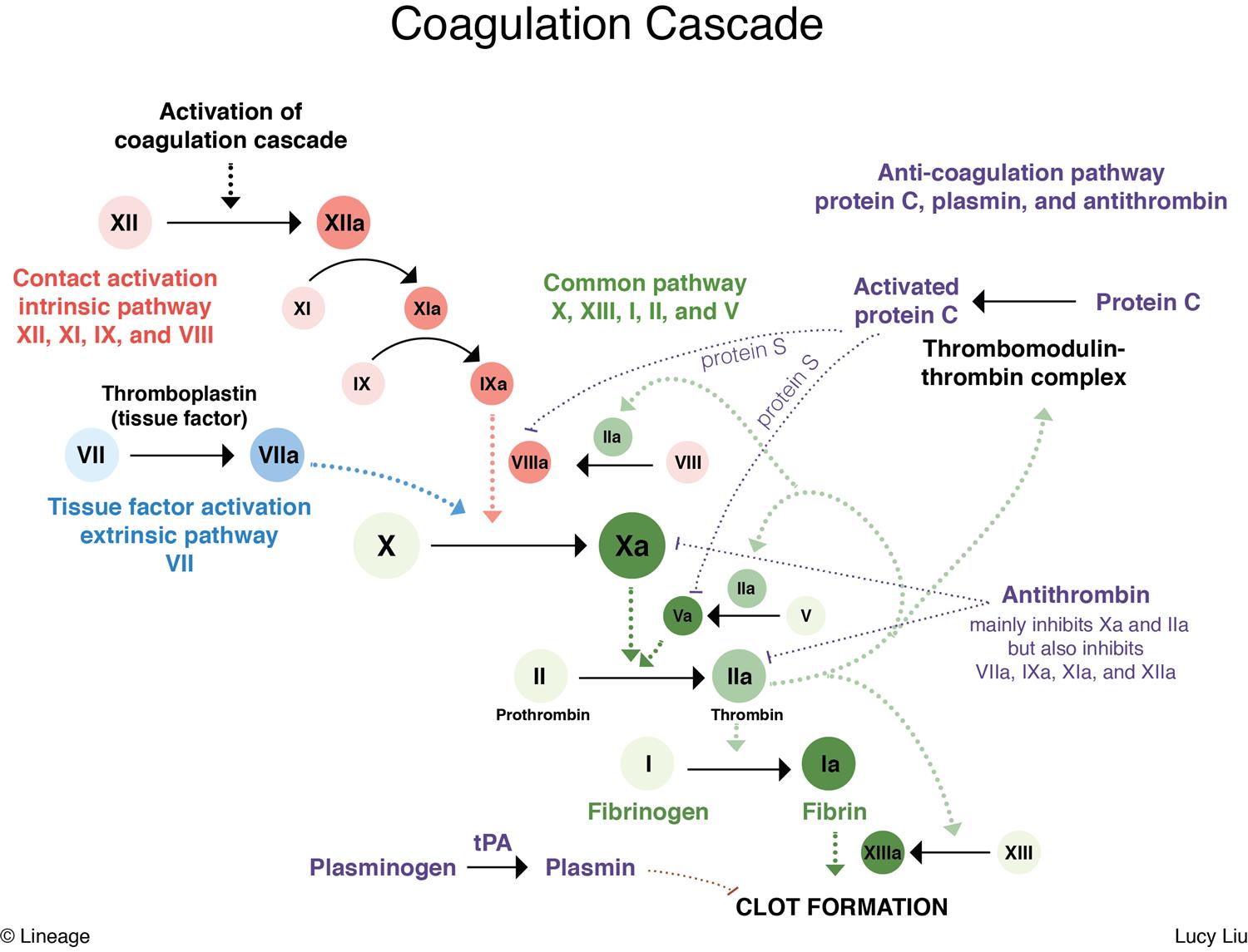 Protein C S Deficiency Hematology Medbullets Step 1 Protein C S Deficiency Hematology Medbullets Step 1