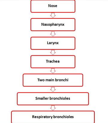 Airways - Respiratory - Medbullets Step 1