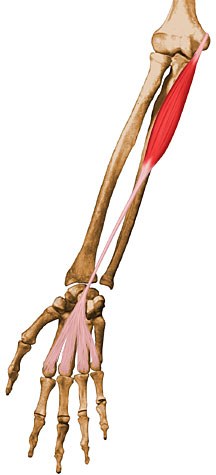 Palmaris Longus - Anatomy - Medbullets Step 1