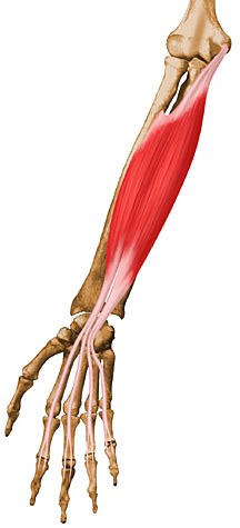 Flexor Digitorum Superficialis - Anatomy - Medbullets Step 1