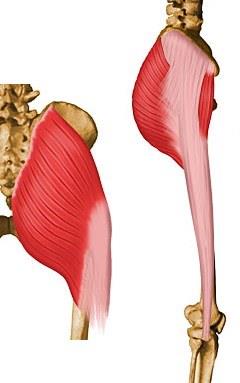 Gluteus Maximus - Anatomy - Medbullets Step 1