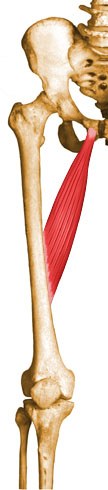 Adductor Longus - Anatomy - Medbullets Step 1